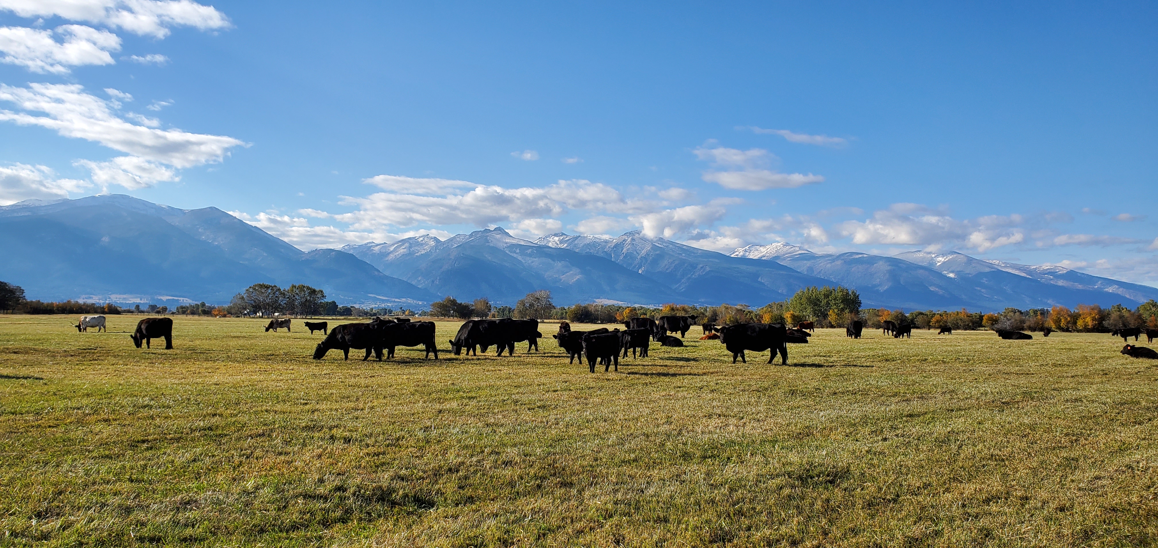 Photo Gallery | SWRCattle