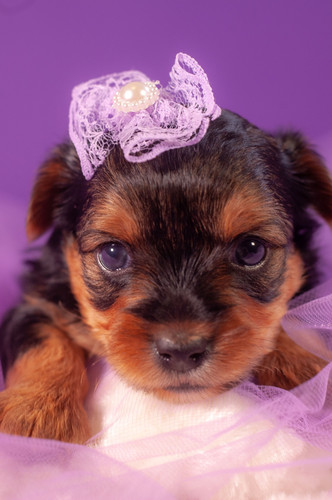 Traditional Large Toy (charts 9+lbs full size) | Princess Cut Yorkies