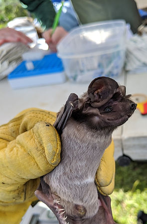 FBB External Roost Survey Protocols | NABat