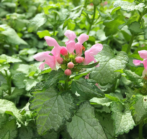 Lamium maculatum 'Pink Pewter' | hillviewnurseries