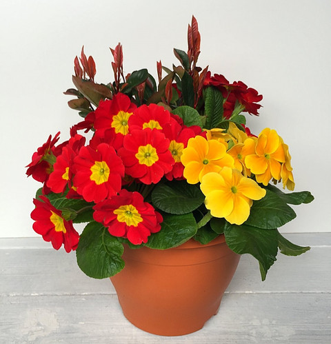 Little Red Robin Primrose Planter | hillviewnurseries