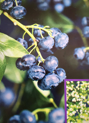 Blueberry Jersey | hillviewnurseries