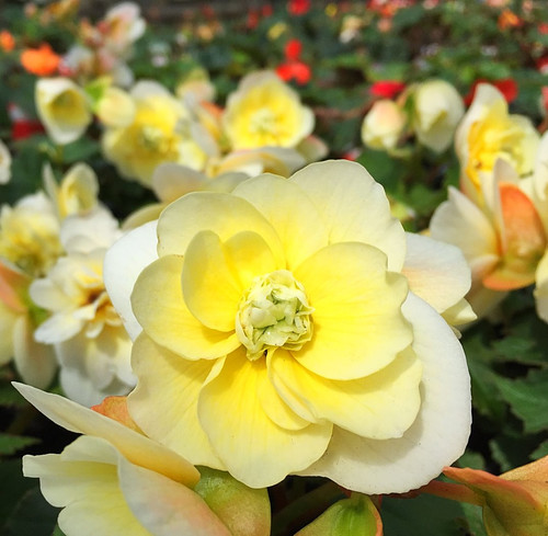 Begonia Sweet Spice Citrus | hillviewnurseries