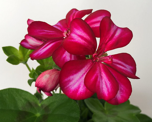 Trailing Geranium | hillviewnurseries