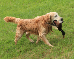 Home | Swamp Dog Farm