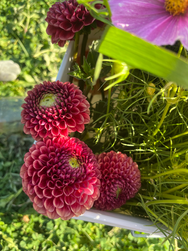 Copper Boy tuber | FairyPatch Flowers