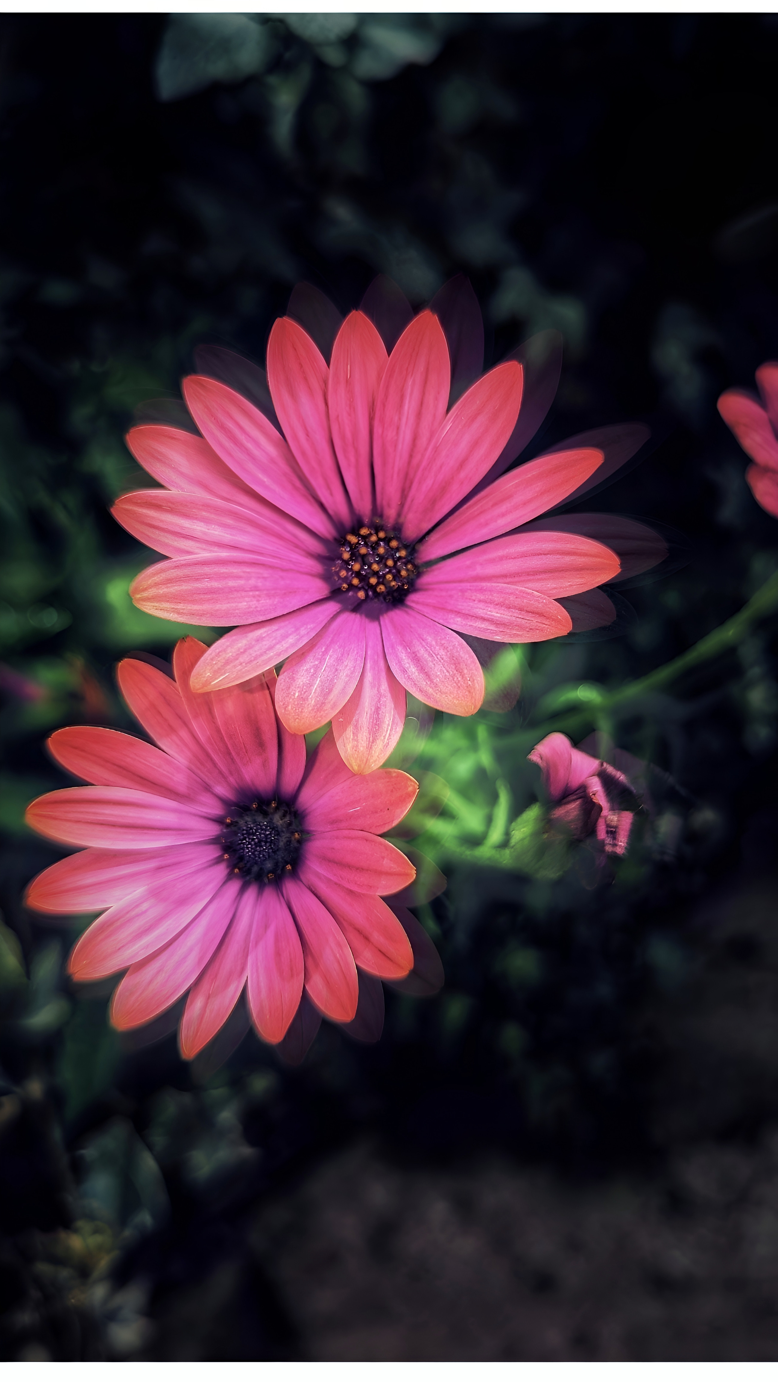 Midnight Blossoms | Allegro Art Studio
