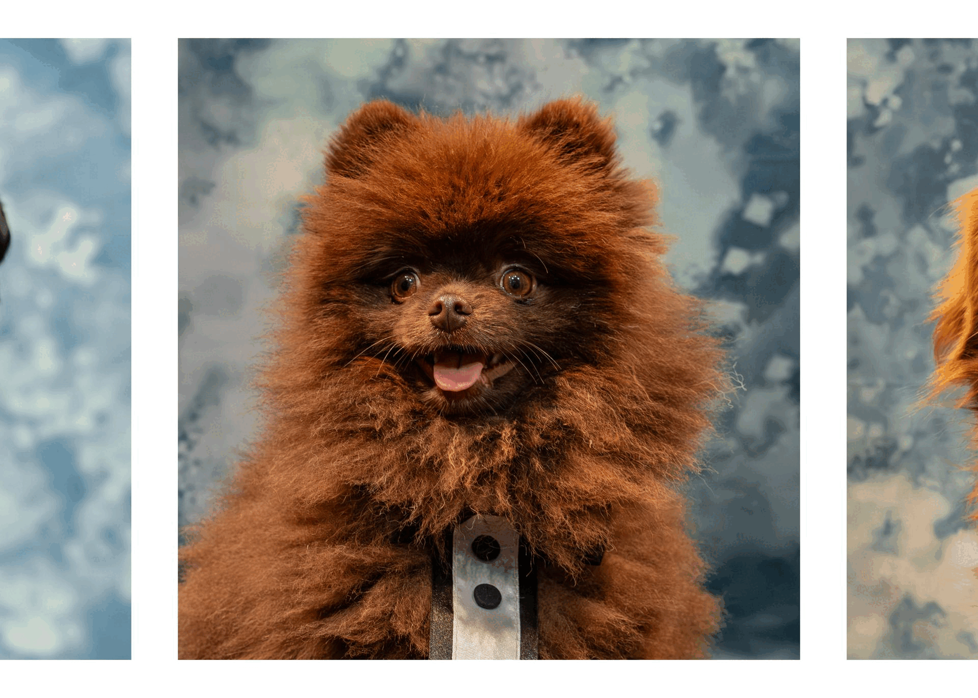 8th Annual Dog Days of Summer Pet Photo Contest | Warren Jewellers