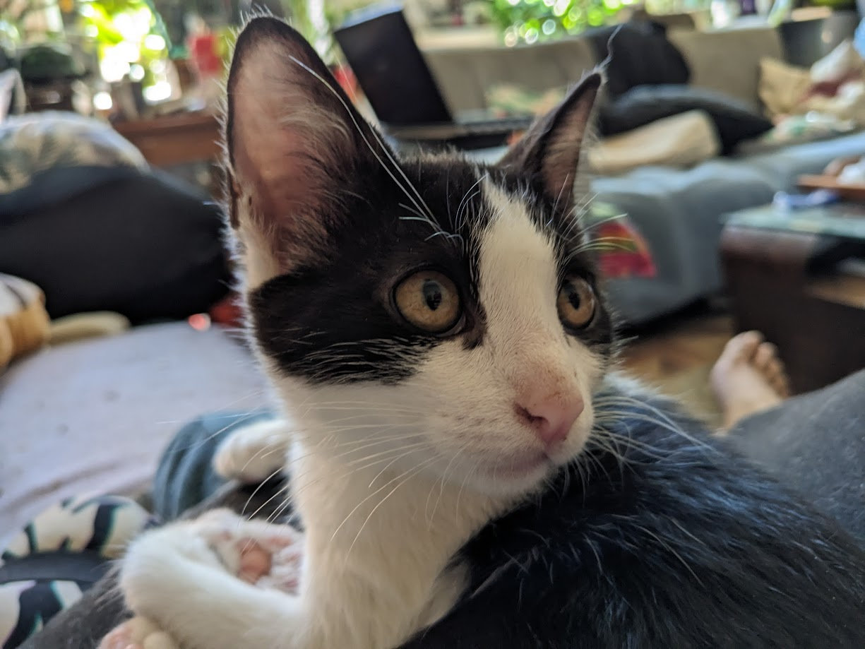 Velaris | Les Chats Du Mage