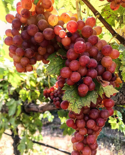 Organic, Hand-Picked, Fresh Red Seedless Grapes, 1 LB | Roots & Fruits