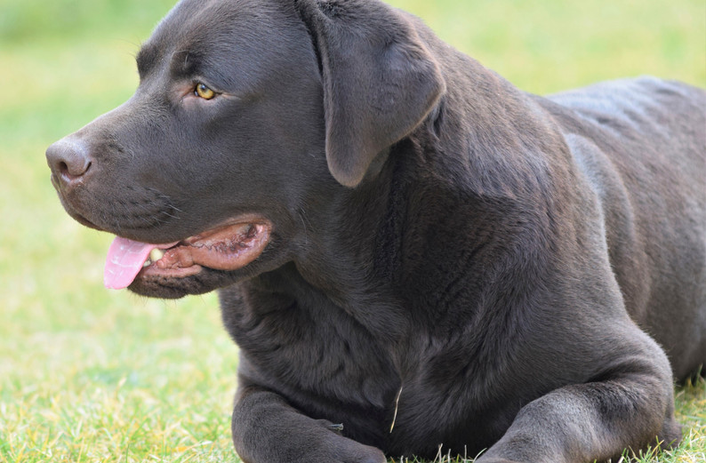 psy / males | Riverlab´s labradors