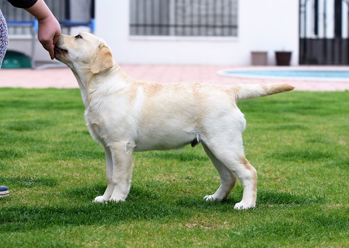 psy / males | Riverlab´s labradors