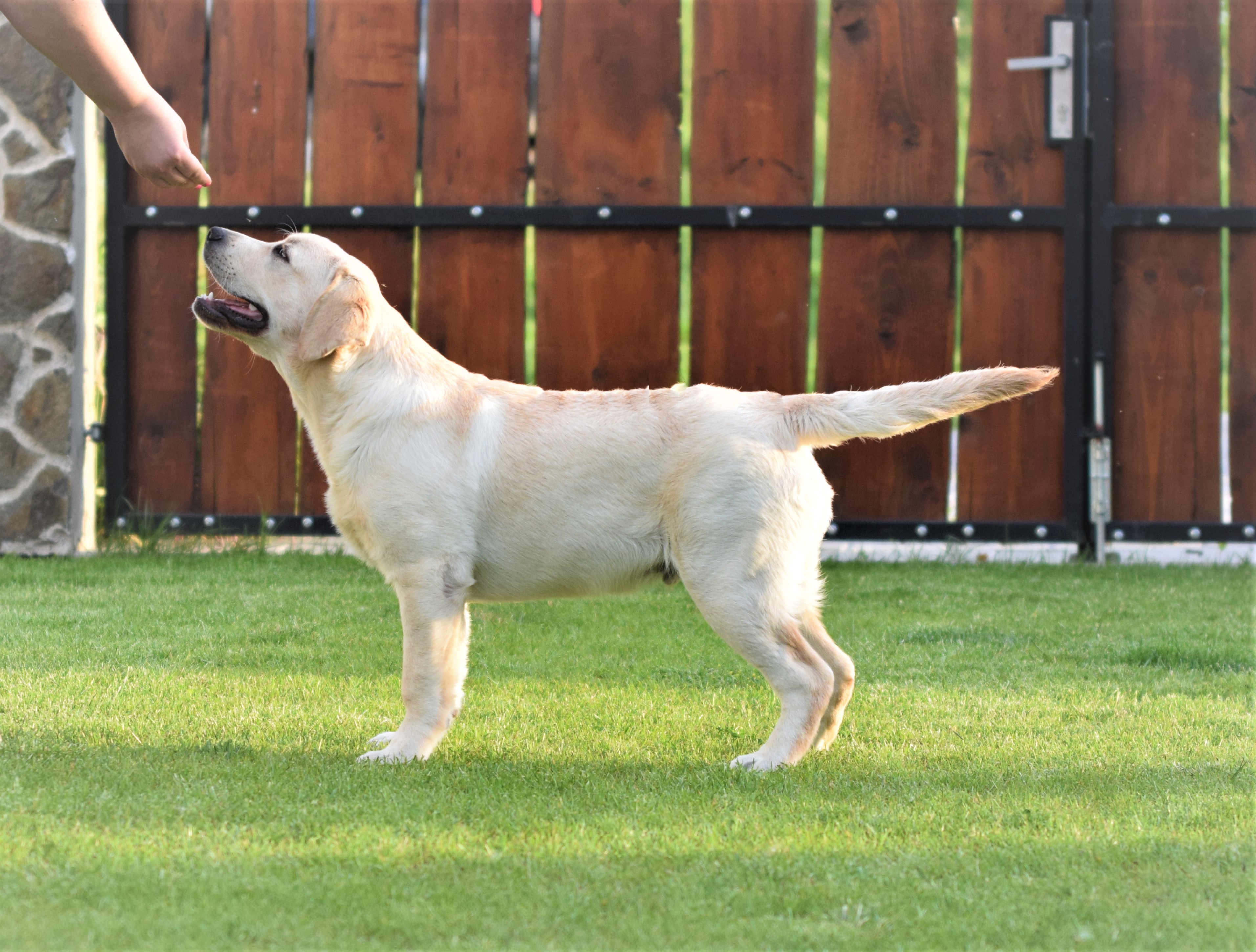 psy / males | Riverlab´s labradors