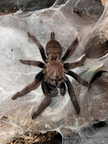 Chilobrachys fimbriatus (Indian violet) | Wonderland Exotics