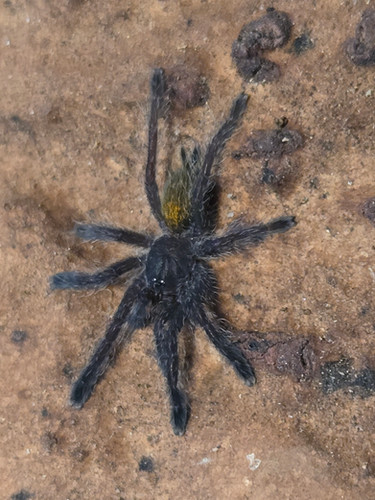 Pterinochilus murinus (DCF/Mikumi locale) | Wonderland Exotics