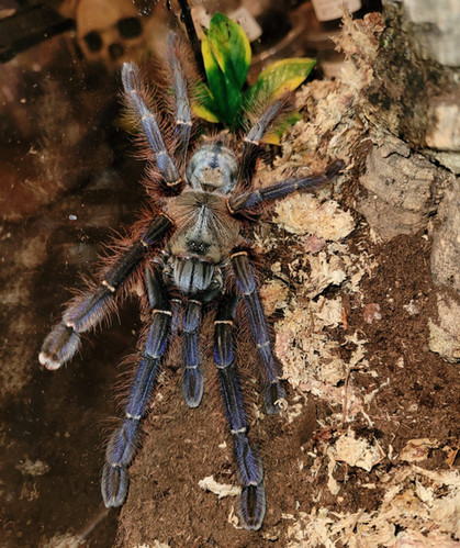Phormingochilus sp "Sabah blue" (Sabah blue earth tiger) | Wonderland ...