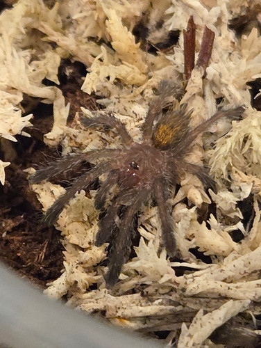 Pterinochilus murinus (DCF/Kigoma locale) | Wonderland Exotics