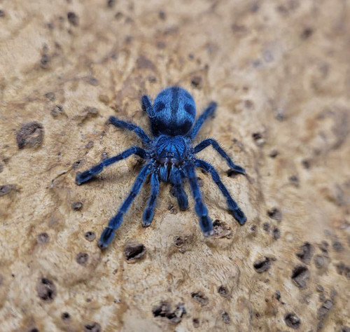 Caribena laeta (Puerto Rican pinktoe) | Wonderland Exotics