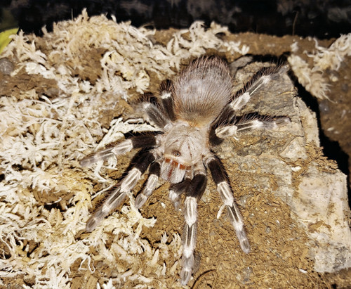 Vitalius chromatus (formerly Nhandu) (Brazilian red & white ...