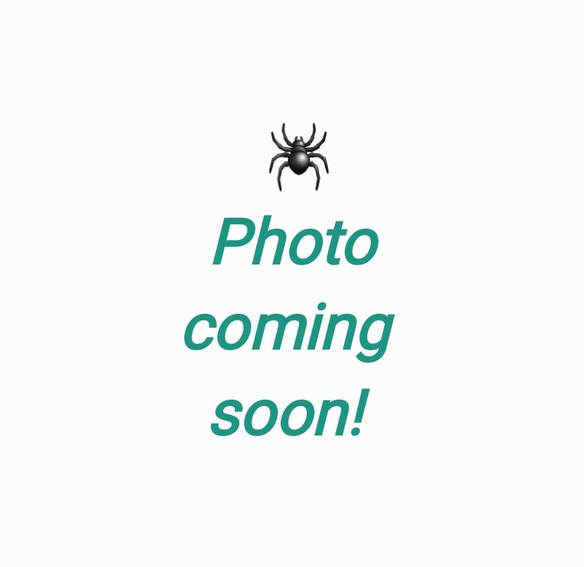 All Products | Wonderland Exotics