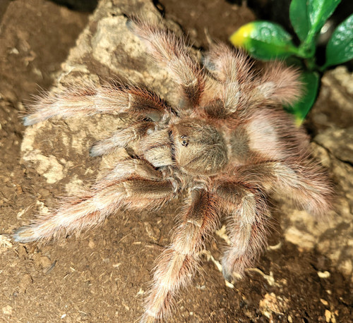 Nhandu tripepii (Brazilian giant blonde) | Wonderland Exotics