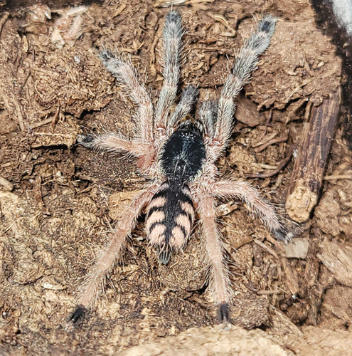 Amazonius germani (Orange tree spider) | Wonderland Exotics