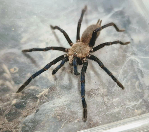 Birupes simoroxigorum (Borneo neon blue leg) | Wonderland Exotics