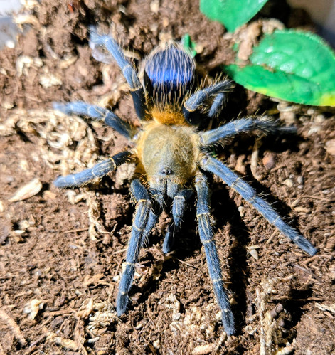 Spinosatibiapalpus sp "Colombia" (Colombian yellow & blue tarantula ...