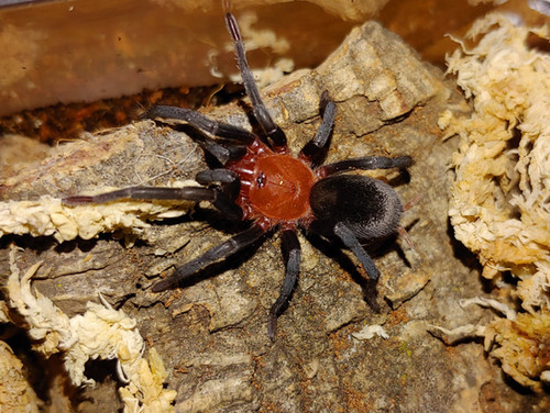 Bumba horrida (Brazilian redhead) | Wonderland Exotics