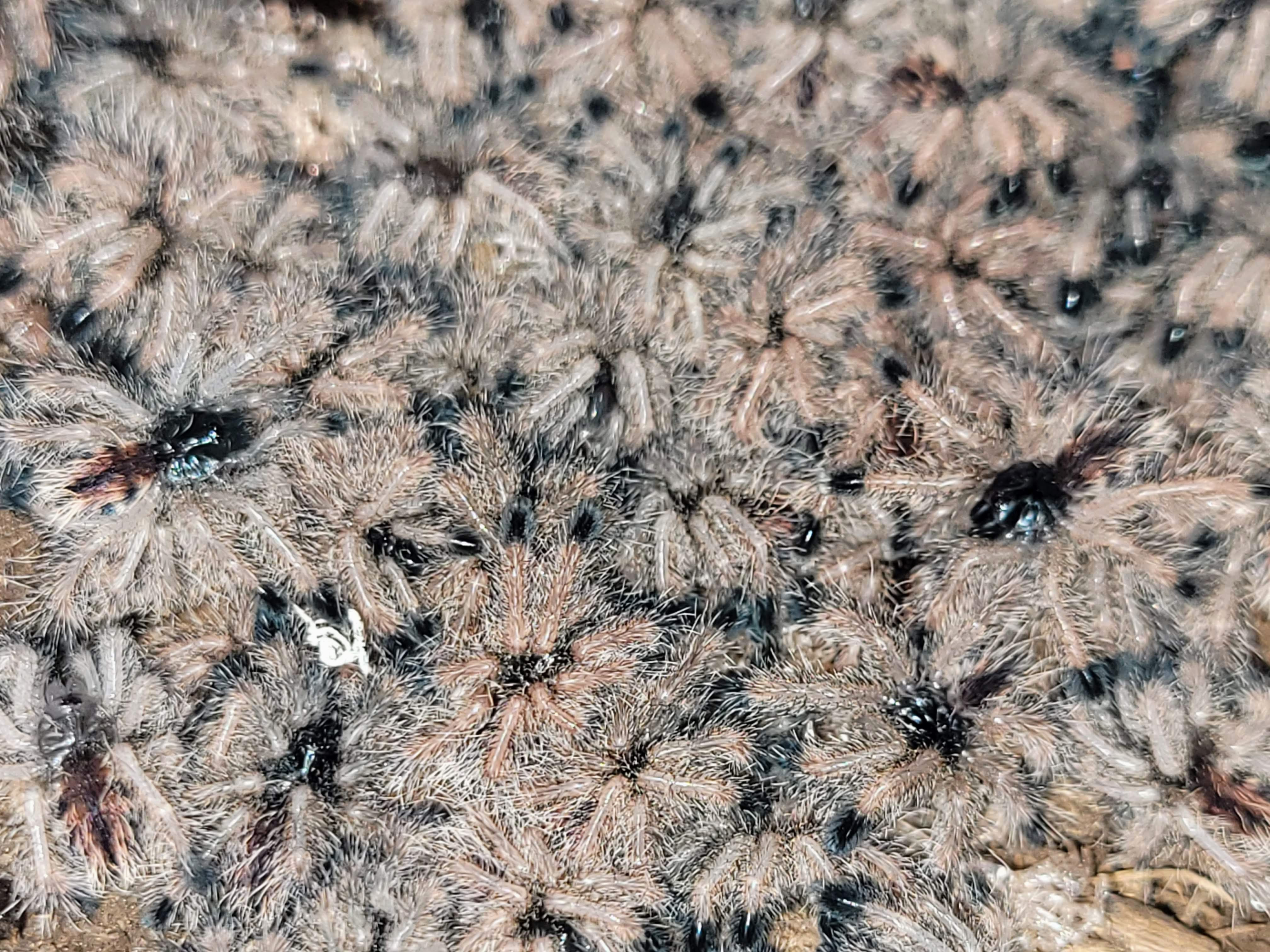 Tarantula Spiderlings | Wonderland Exotics