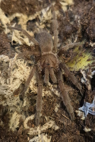 Selenocosmia crassipes "Eunice" (Queensland whistling tarantula ...