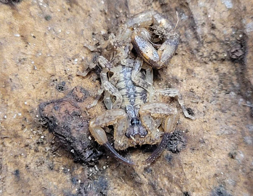 Tityus smithii (Lesser Antilles fat-tail scorpion) | Wonderland Exotics