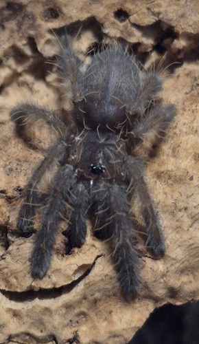 Phormingochilus sp "Akcaya" (Akcaya earth tiger) | Wonderland Exotics