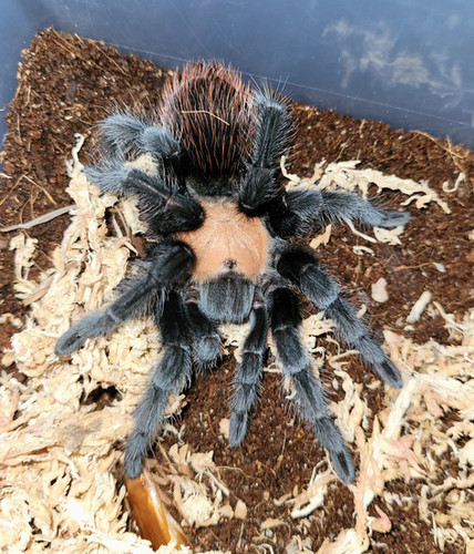 Brachypelma albiceps (Golden Red Rump) | Wonderland Exotics
