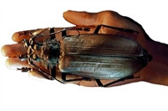 Titan beetle, Titanus giganteus Beetle , OVER 12 cm. | Pentagon Army