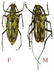 Rare long horn beetle Neocerambyx gigas F ca 8 cm | Pentagon Army