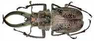 Sphaenognathus festhameli Beetle ca 5 cm | Pentagon Army