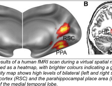 Neuroimaging and spatial resolution | Scientia News