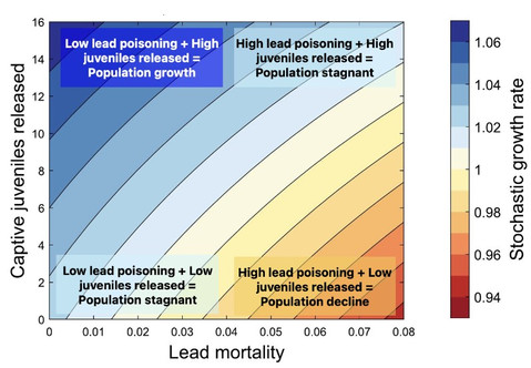 Conserving the California condors | Scientia News