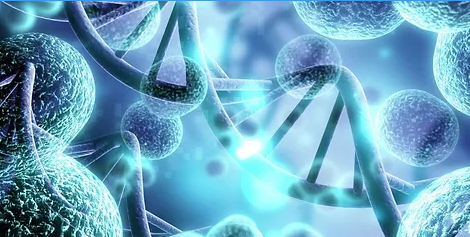 Germline gene therapy (GGT): its potential and problems | Scientia News