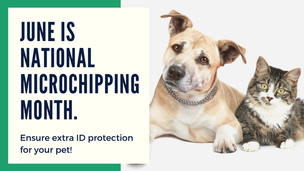 It's National Microchipping Month!