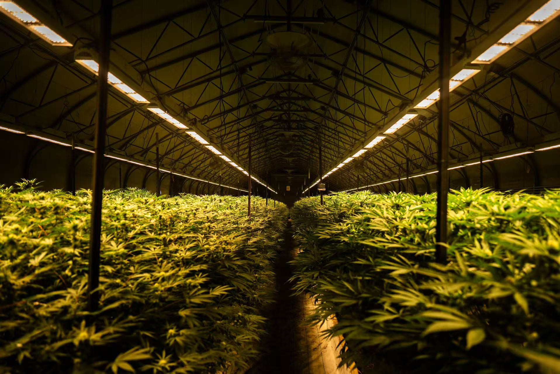 ESTTECH INC. | Under Canopy Sampling