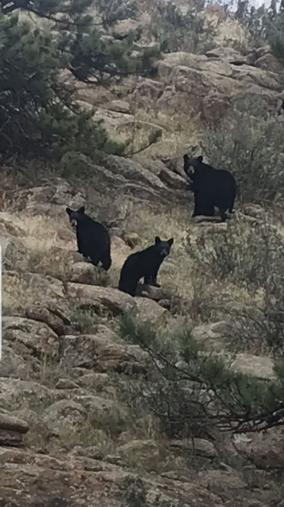 Bears and a Parents Meeting