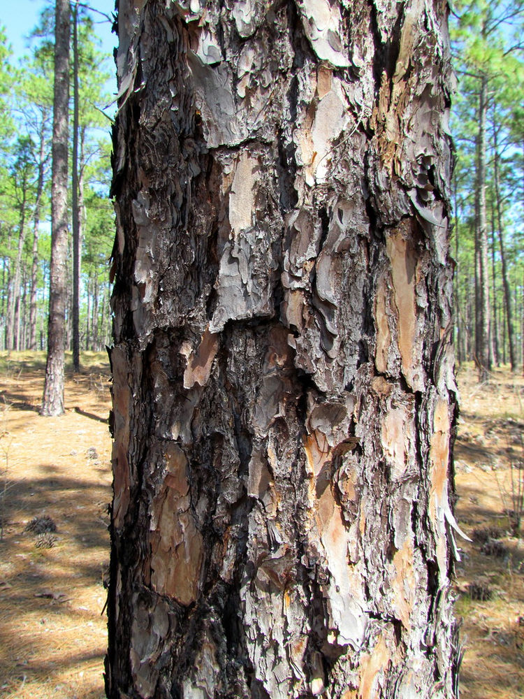 What are the Benefits of Longleaf Pine Forests?