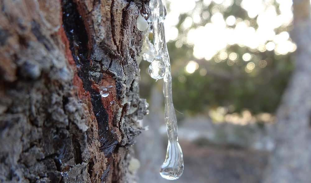 GETAH MASTIC atau DAMAR WANGI