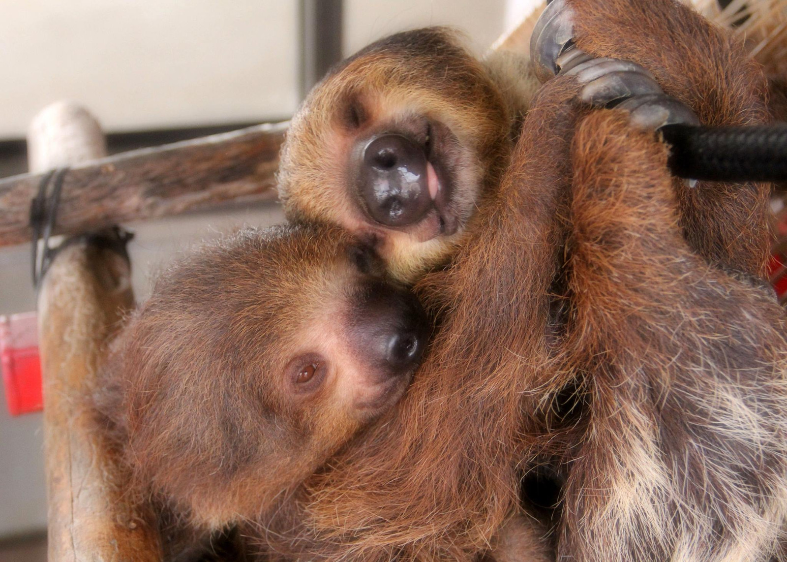 Sharkarosa Wildlife Ranch