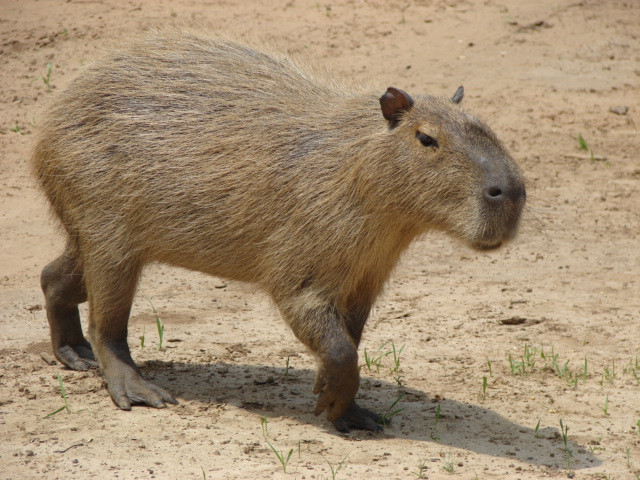 Sharkarosa Wildlife Ranch