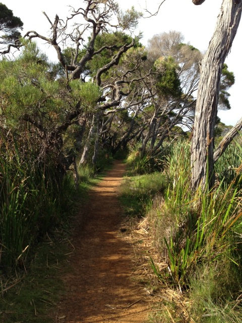 Lake Seppings Bird Walk
