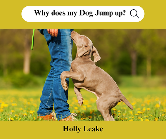 dog jumping up while walking