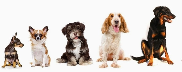 METHODS AND APPROACH | BNADOG